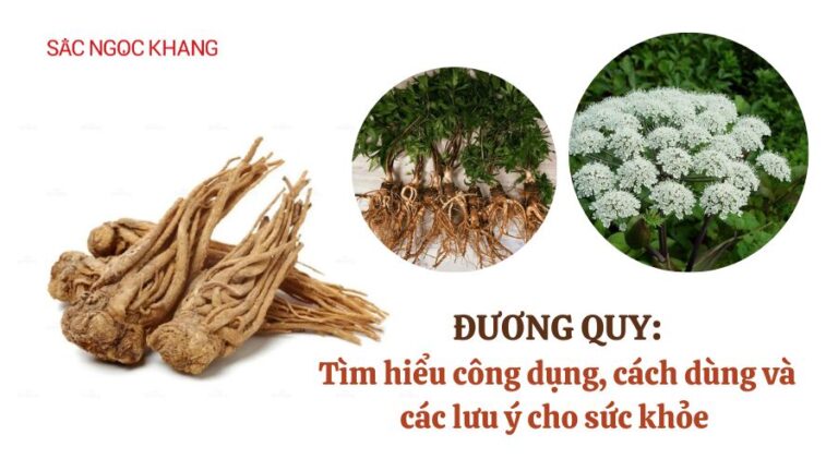 Đương quy: tác dụng, cách dùng và các lưu ý sử dụng an toàn - Sắc Ngọc ...